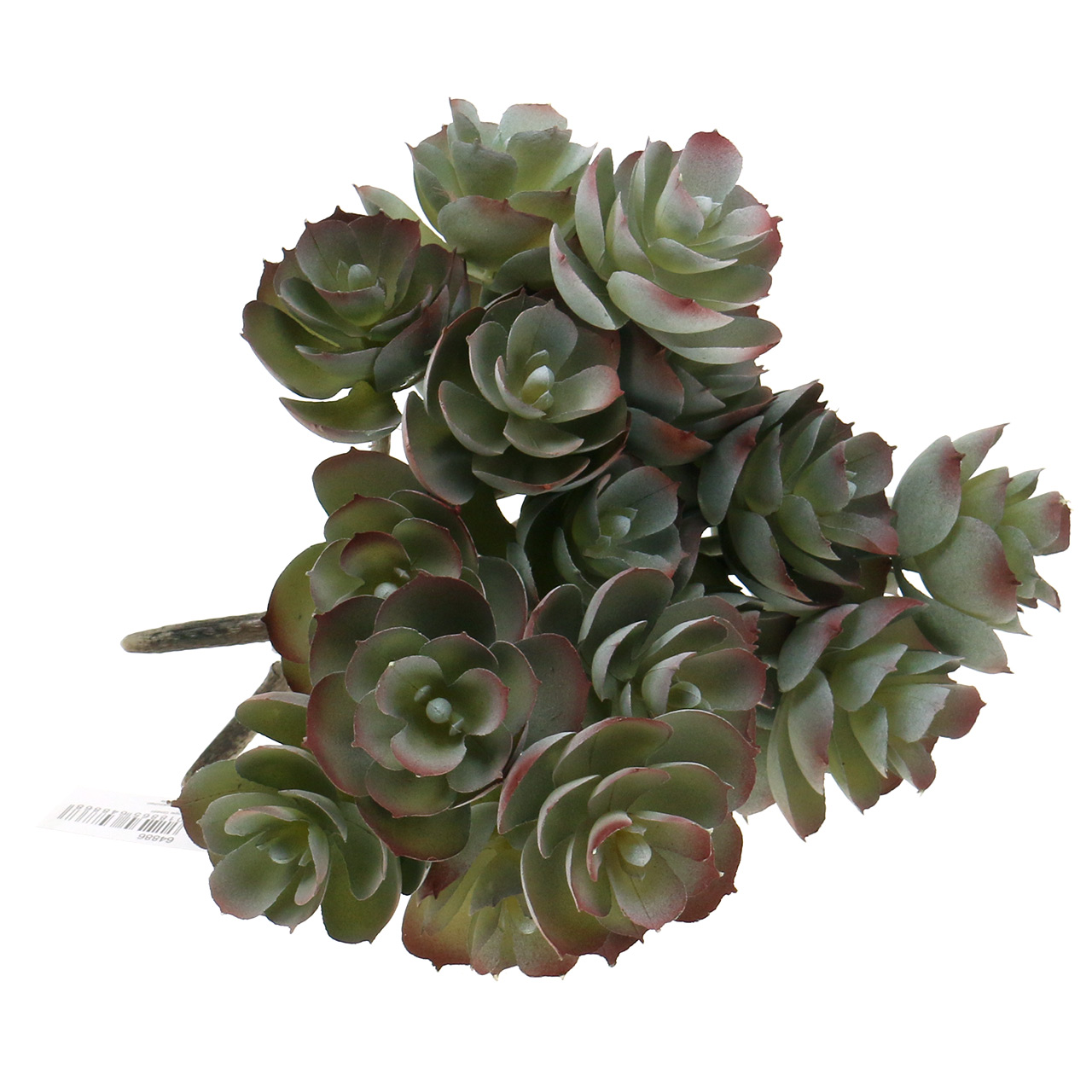 Floristik24.es Echeveria suculenta verde oscuro 21cm 3pcs-64886