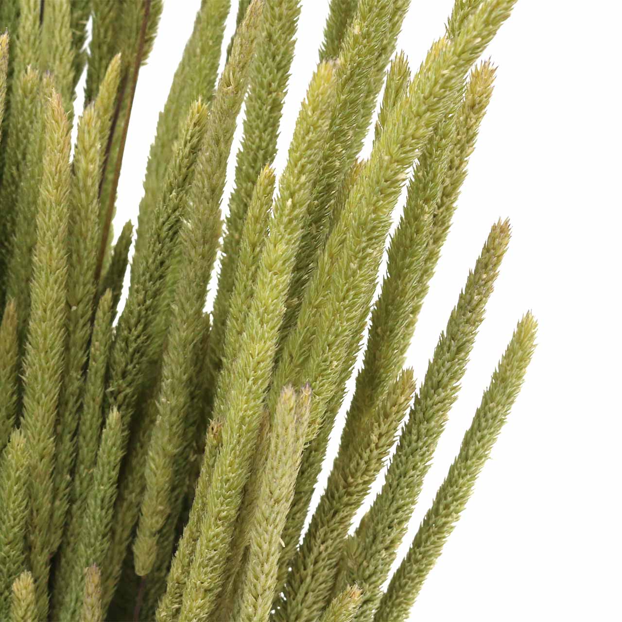 Floristik24.es Hierba timotea natural 50-60cm 100g-0410