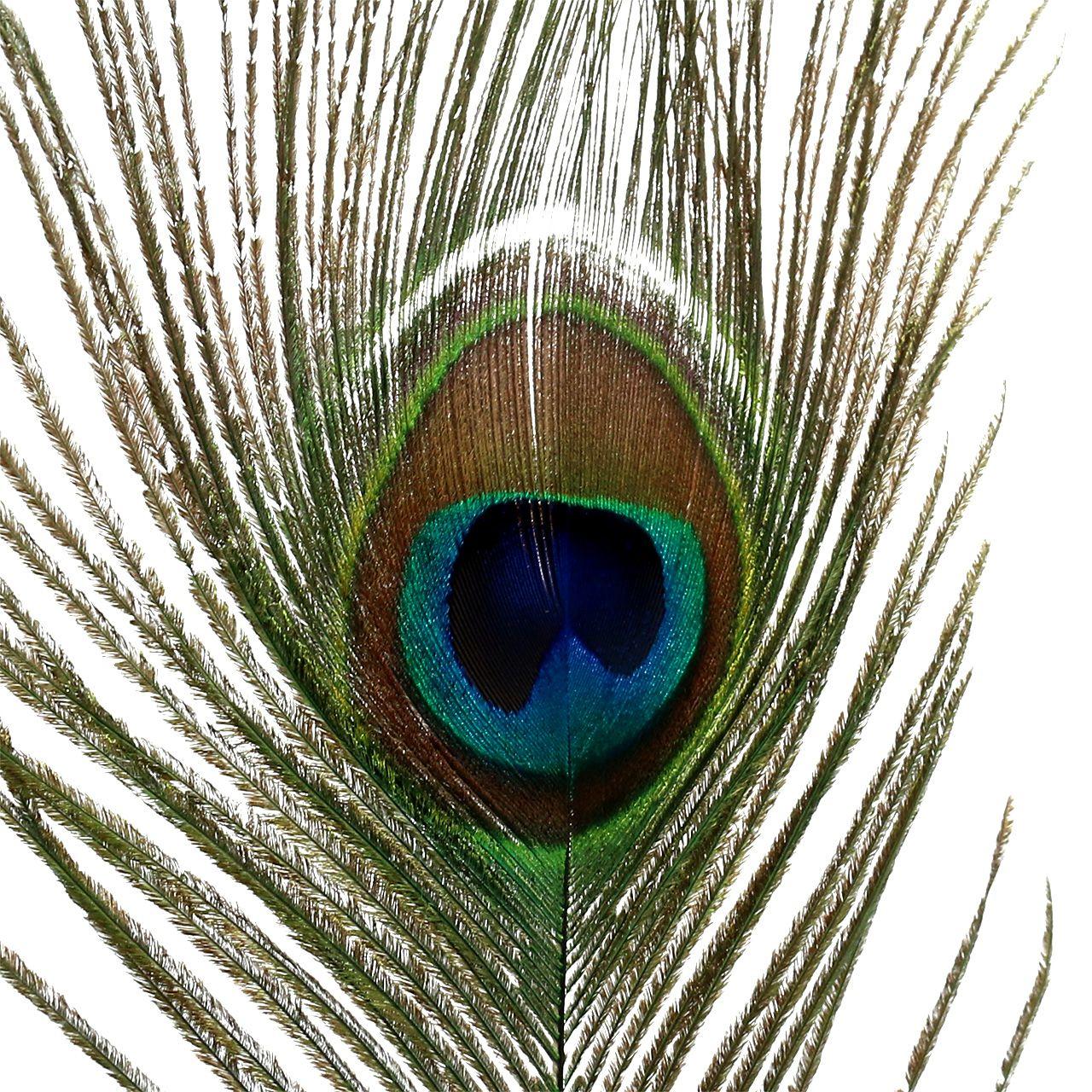 Floristik24.es Plumas de pavo real 22cm - 30.5cm 12pcs-67867