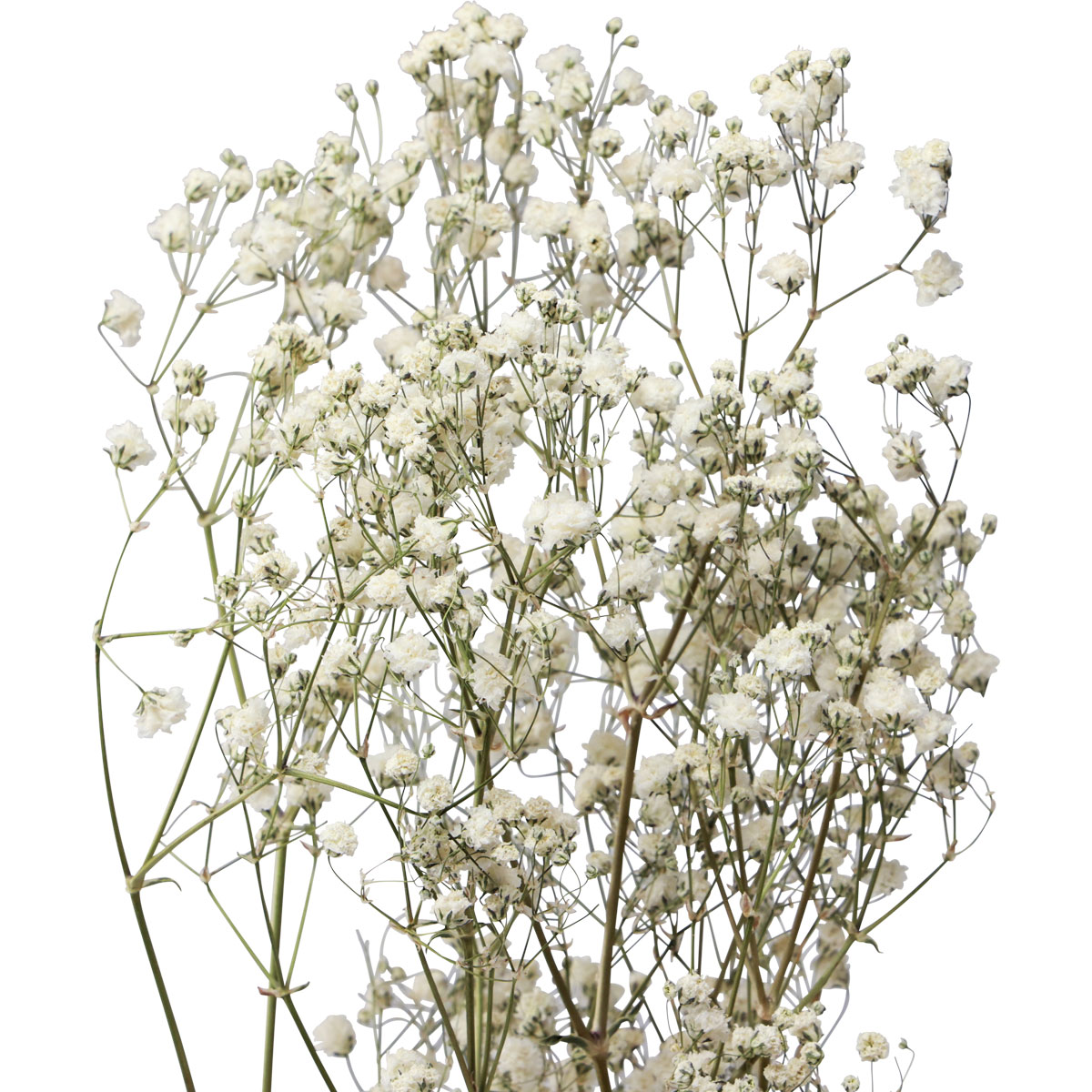 Floristik24.es Flores secas Gypsophila Gypsophila Blanco 58cm 7g-801749